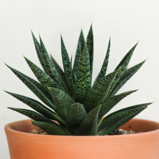 Aloe Wonder – Queens Garden Centre