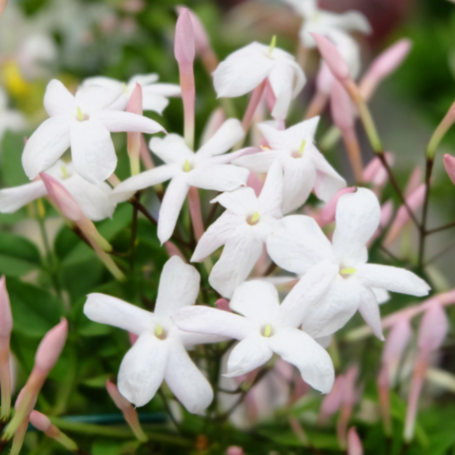Jasminum Polyanthum – Queens Garden Centre