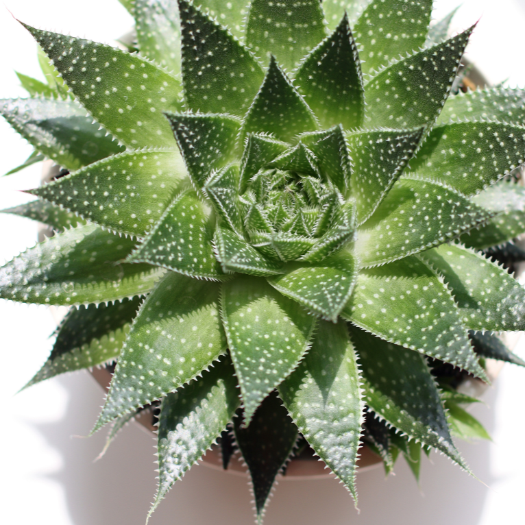 Buy Aloe Cosmo Online In Australia – Queens Garden Centre