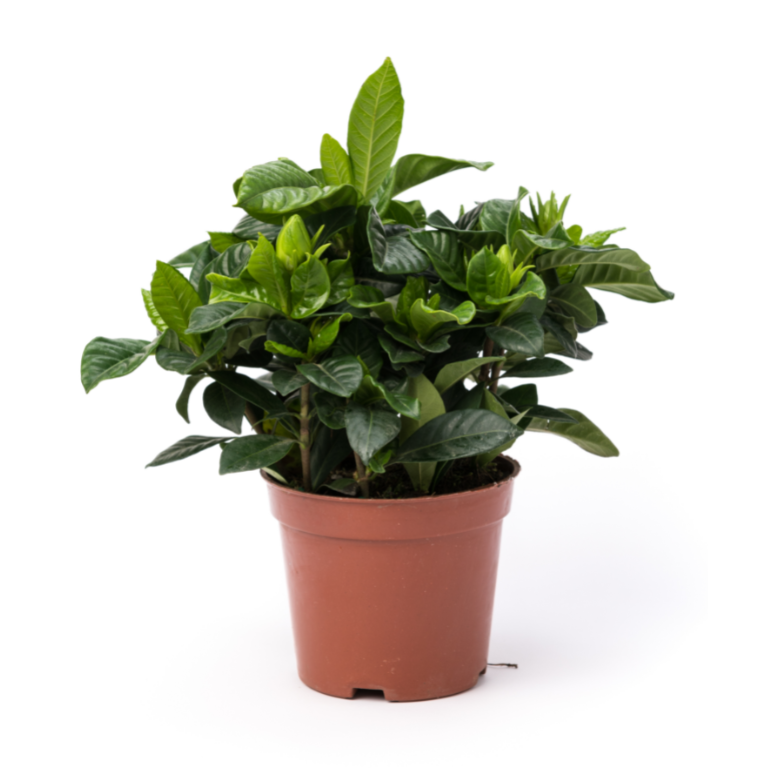 Gardenia Augusta Magnifica – Queens Garden Centre