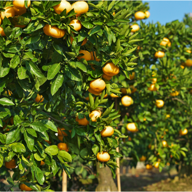 Buy LEMON (Citrus 'Myer') Online in Australia | Lemon – Queens Garden ...