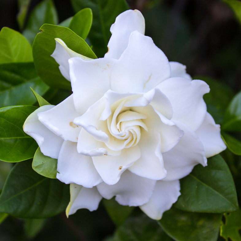 Gardenia Augusta Aimee Yoshiba ( Jasminoides) – Queens Garden Centre