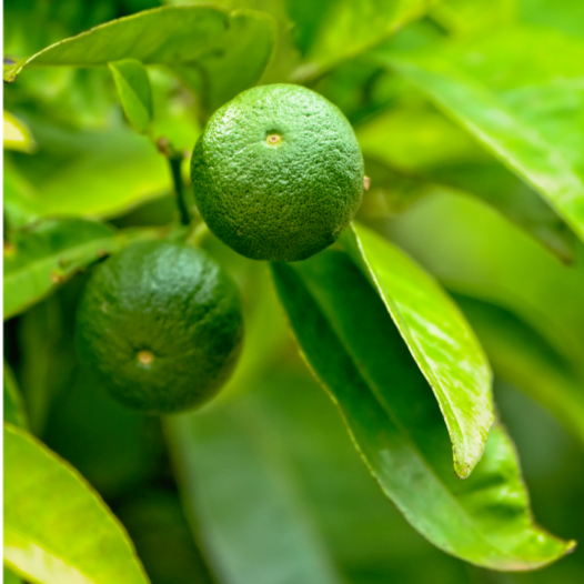Lemon (Citrus aurantifolia "Lime Sublime") – Queens Garden Centre